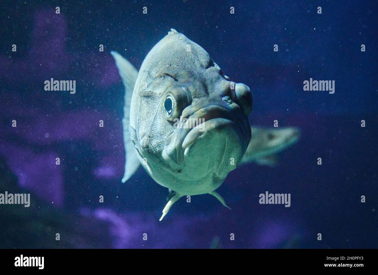 Wreckfish hi-res stock photography and images - Alamy