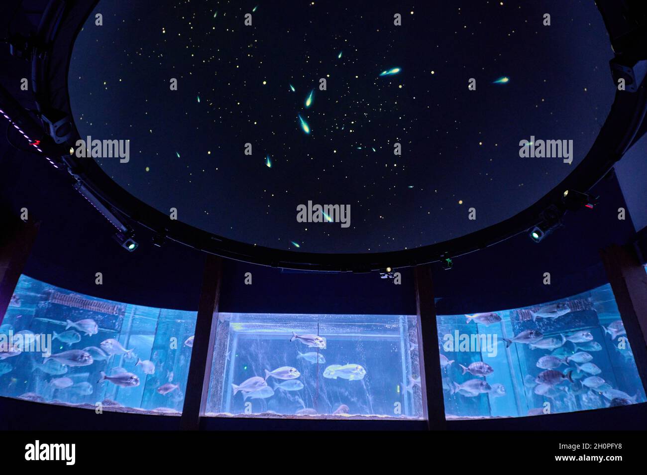 Berlin, Germany. 13th Oct, 2021. Bream and zebra bream swim in a shoal ...