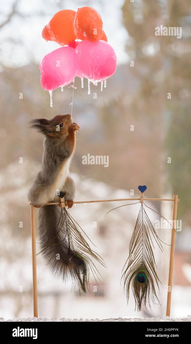 red squirrel is holding balloons in the air Stock Photo - Alamy