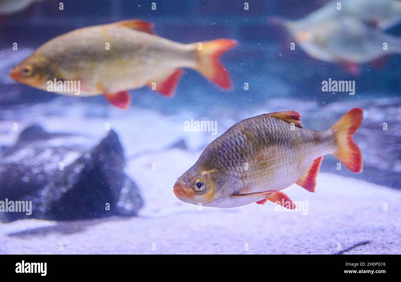 Berlin, Germany. 13th Oct, 2021. The fish Nase, also called Naslang or ...