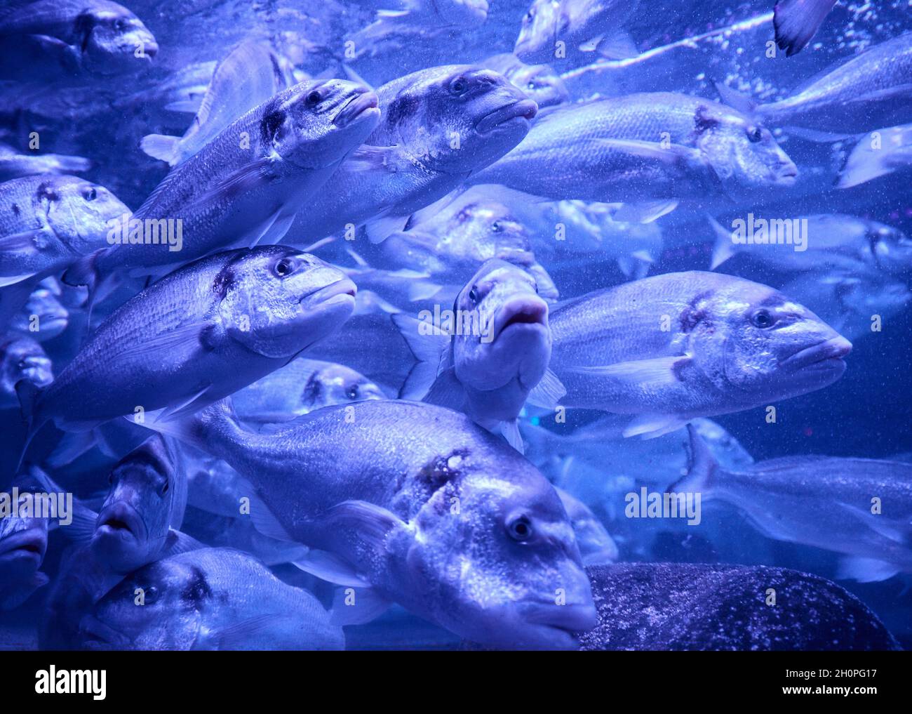 Berlin, Germany. 13th Oct, 2021. Bream and zebra bream swim in a shoal ...