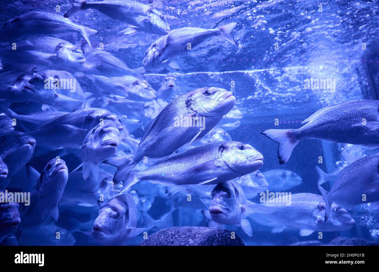 Berlin, Germany. 13th Oct, 2021. Bream and zebra bream swim in a shoal ...