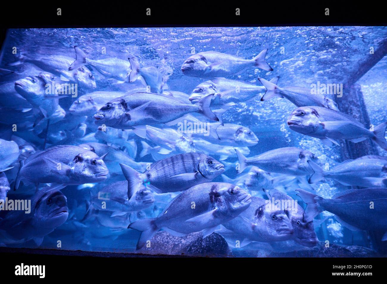 Berlin, Germany. 13th Oct, 2021. Bream and zebra bream swim in a shoal ...