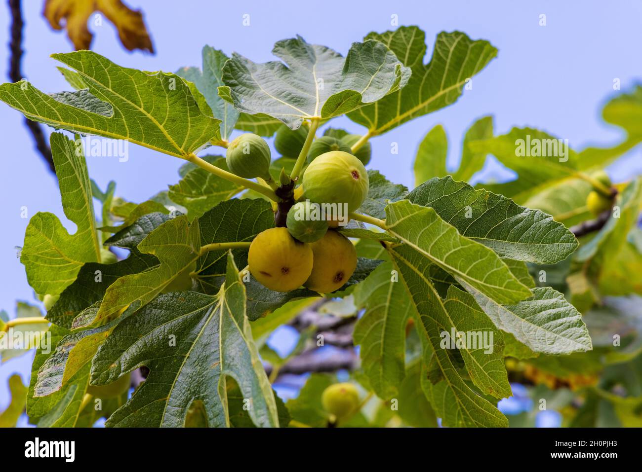 Ripe fig tree hi-res stock photography and images - Alamy