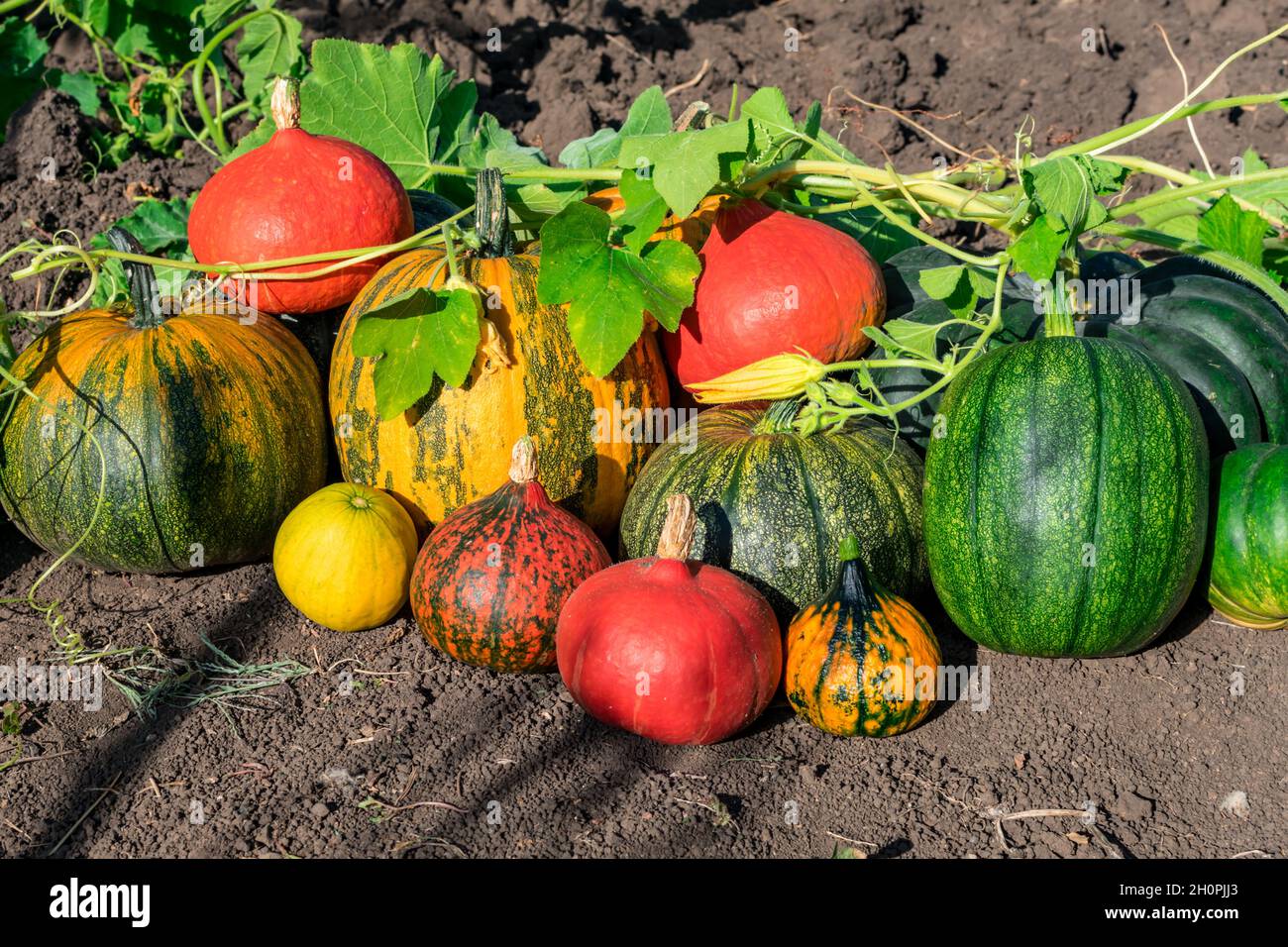 A bunch of different multi-colored pumpkins. Many pumpkins of different ...