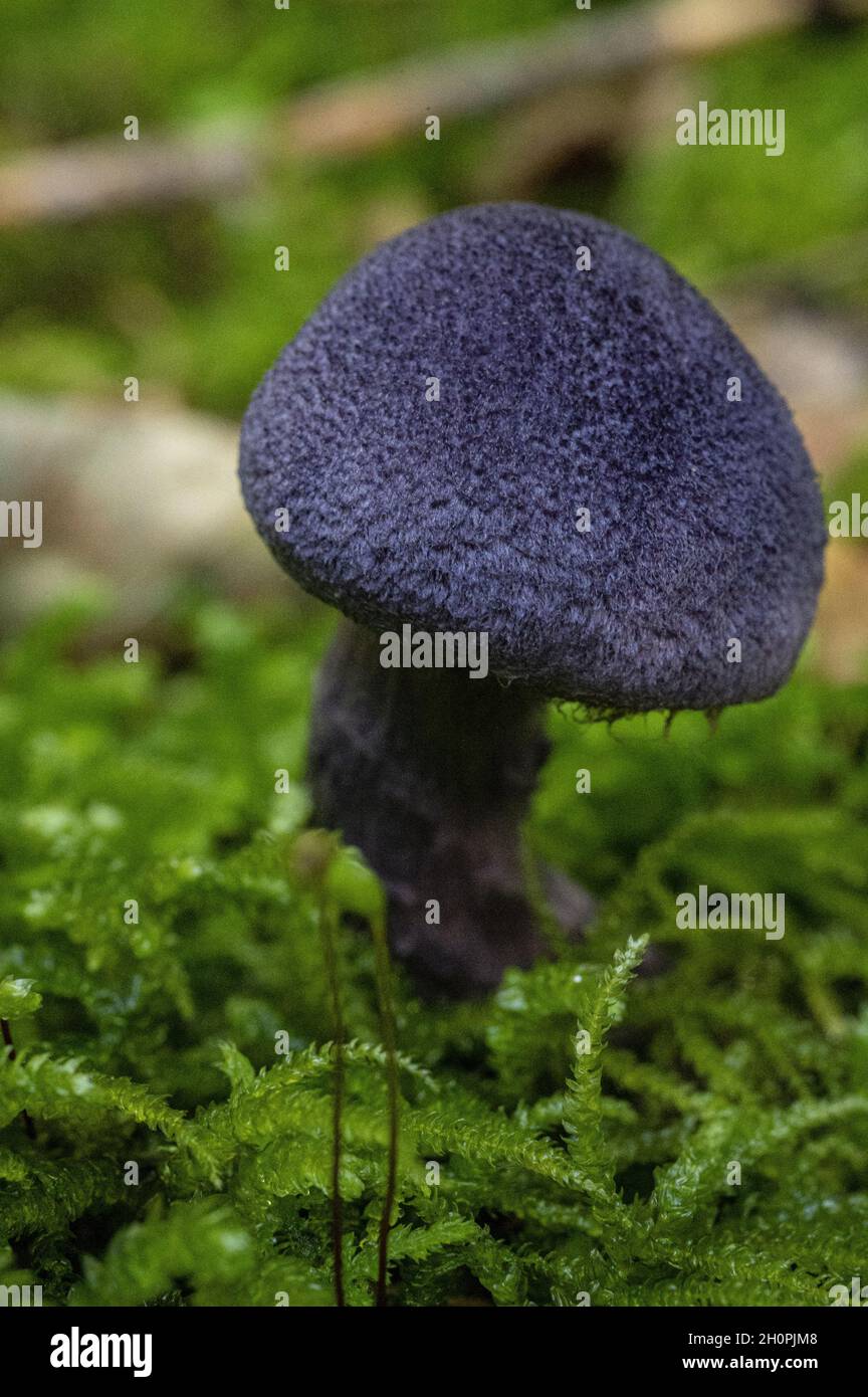 Violet webcap hi-res stock photography and images - Alamy