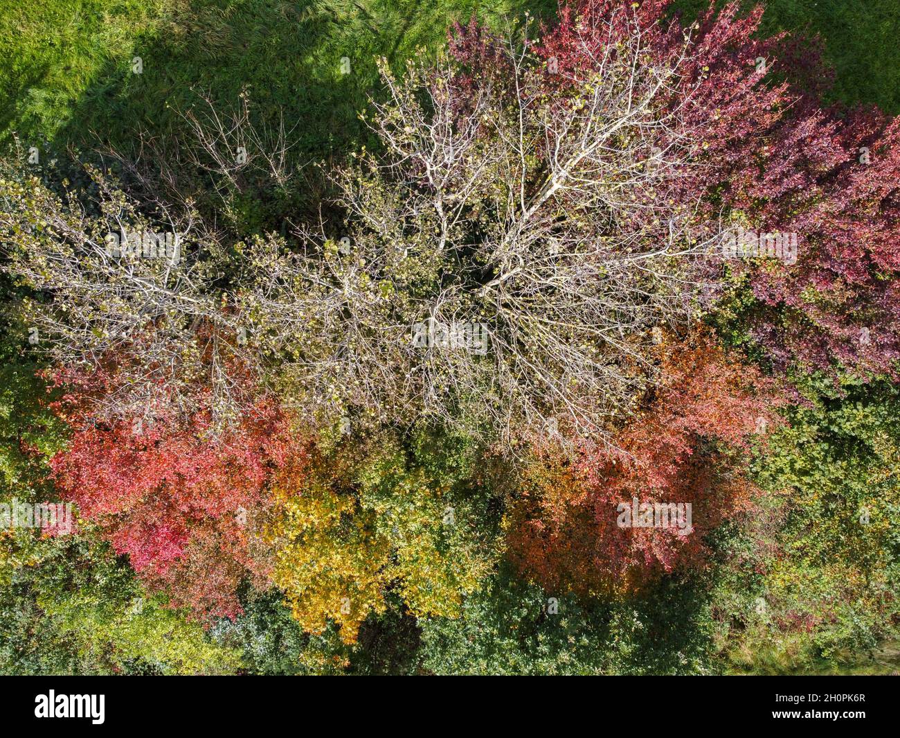 Colorful autumn leaves of trees from above Stock Photo - Alamy