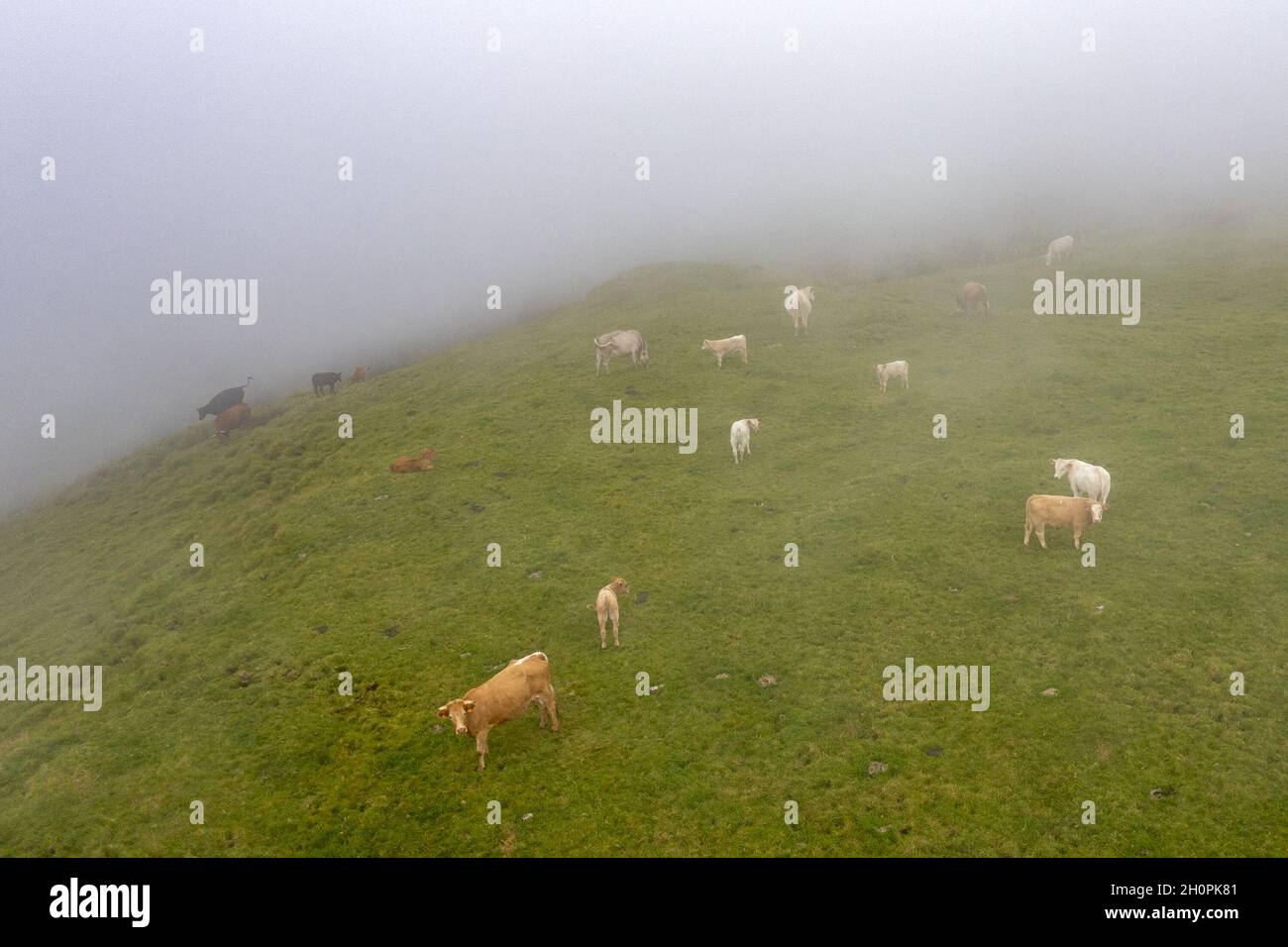 Cattle grazing pico island hi-res stock photography and images - Alamy