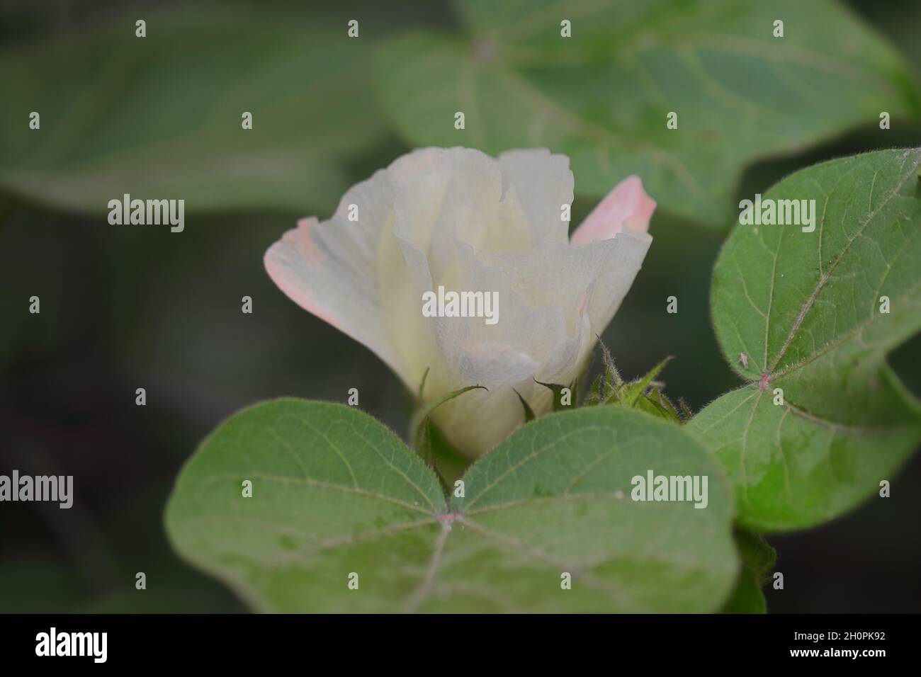 Cotton farm field blooming in hi-res stock photography and images - Alamy