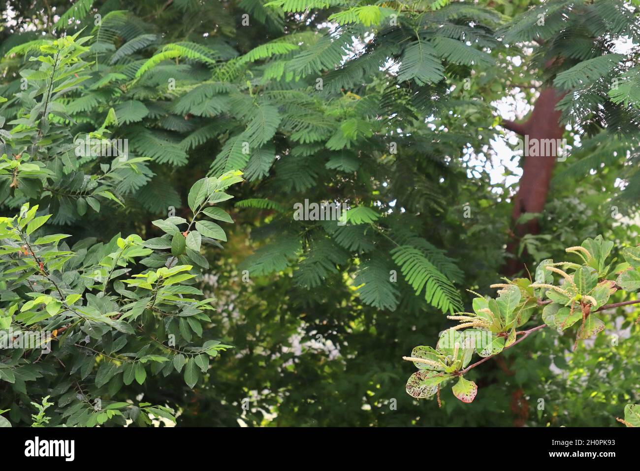 Close-up of Background photo of leaves and twigs of trees and plants in ...