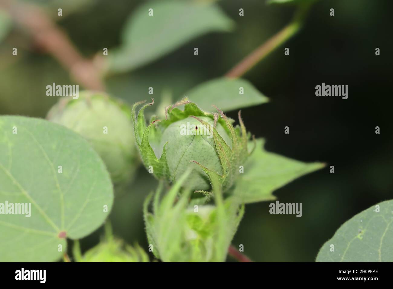 Fruits of cotton tree hi-res stock photography and images - Alamy
