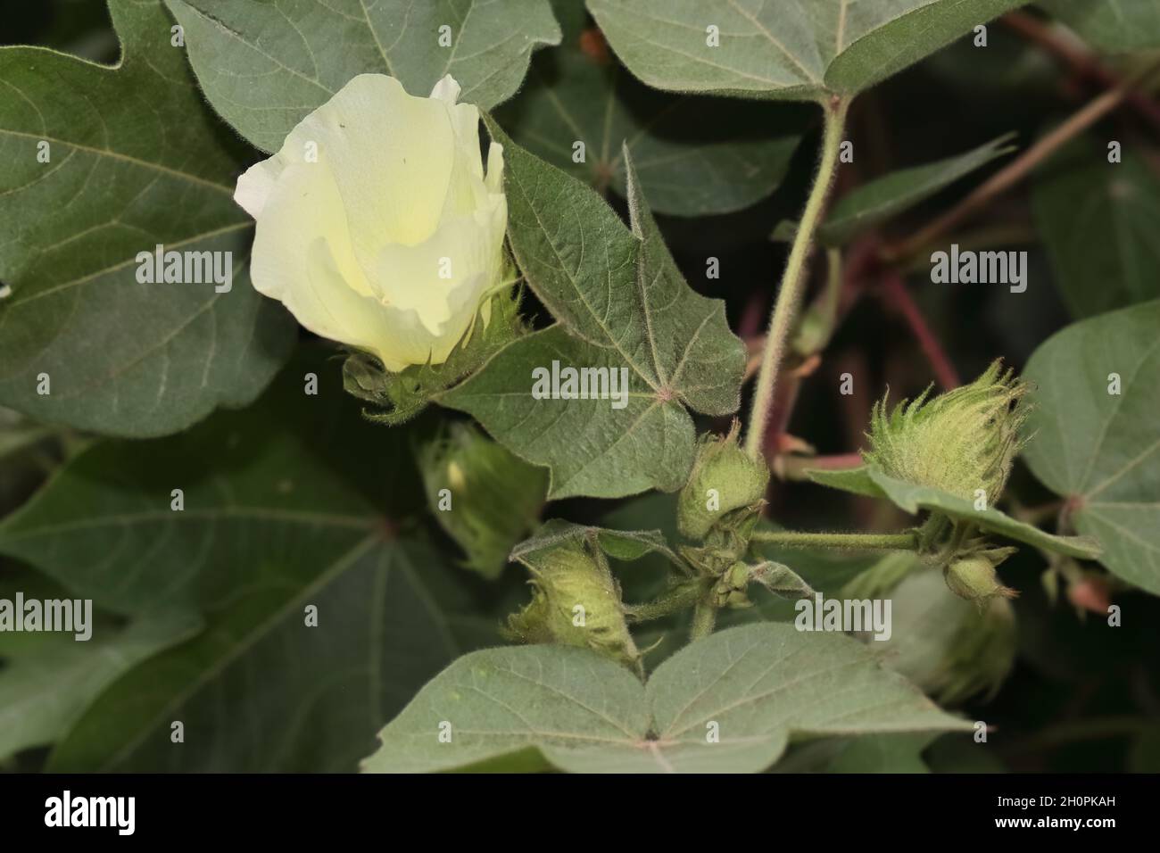 Cotton farm field blooming in hi-res stock photography and images - Alamy