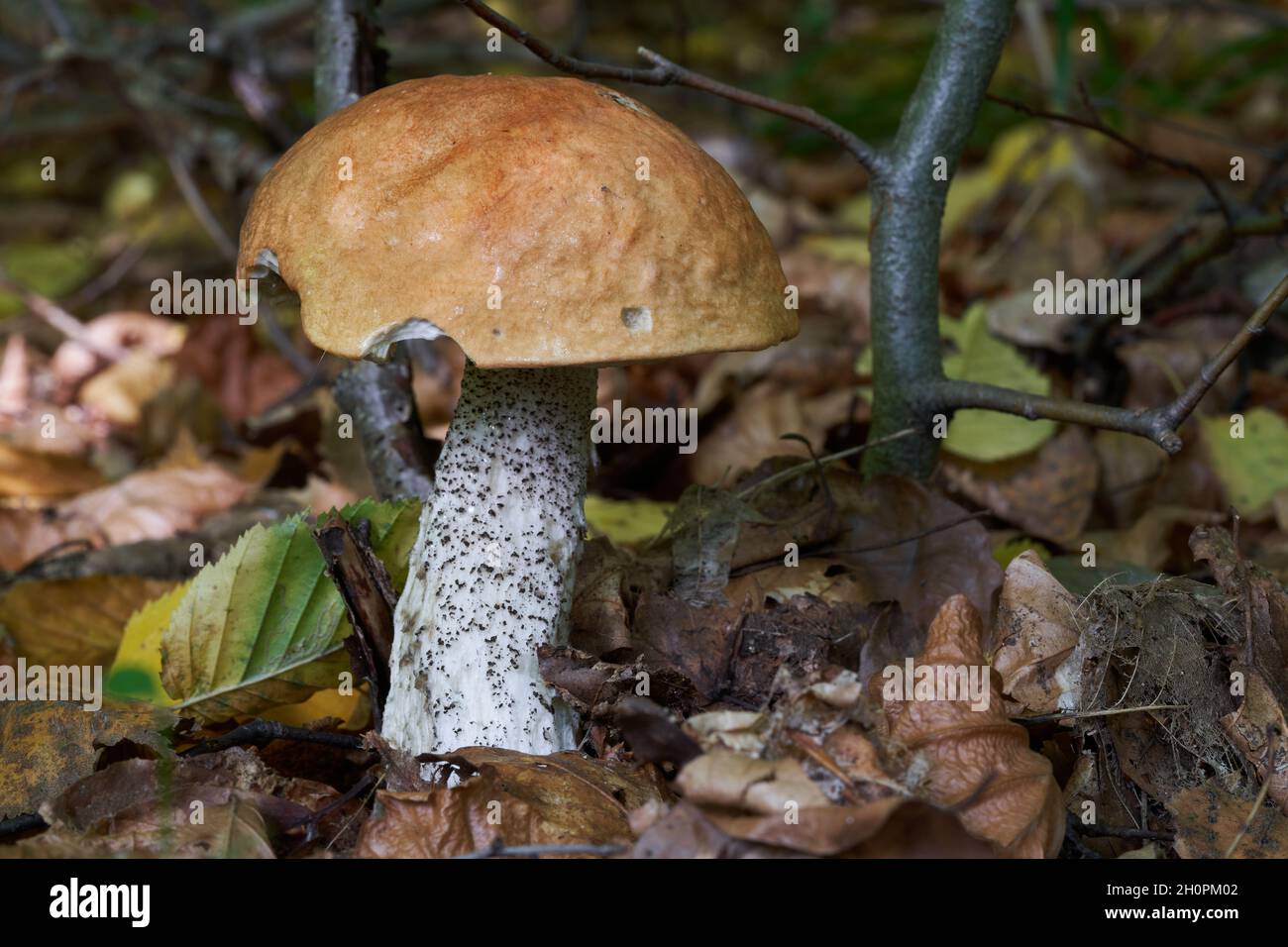 Edible mushroom Leccinum versipelle in birch forest. Known as orange ...