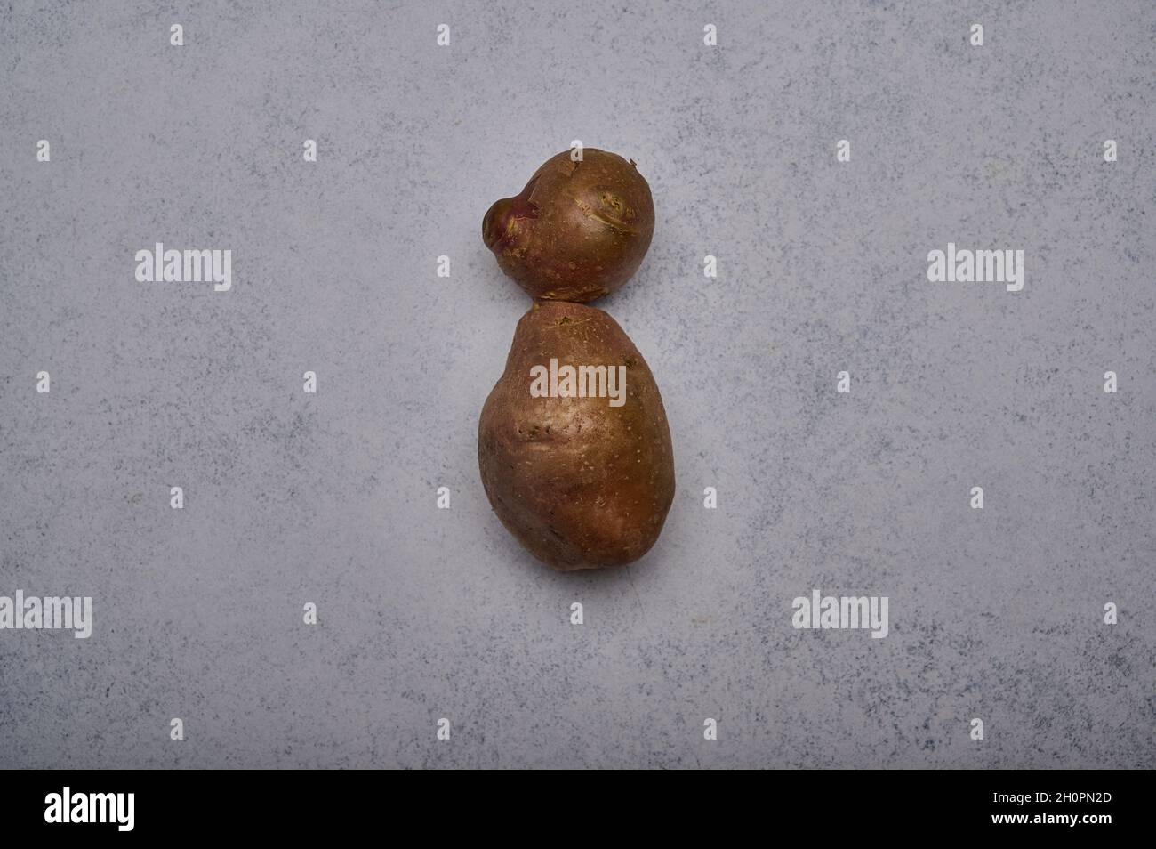 Ugly potato in the animal shape on gray background. Funny, unnormal ...