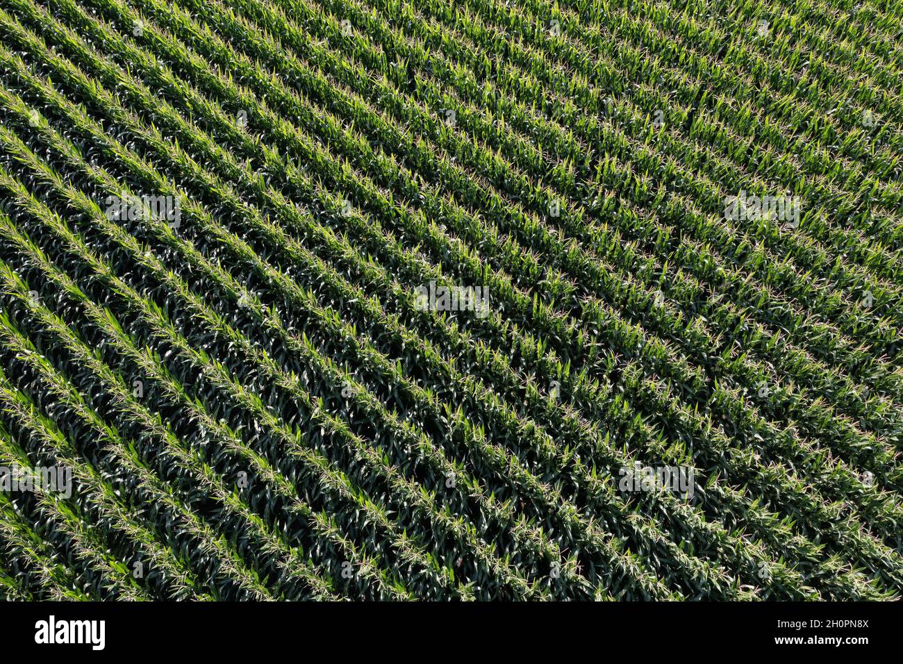 Aerial view of a corn field in the Drome department (south eastern ...