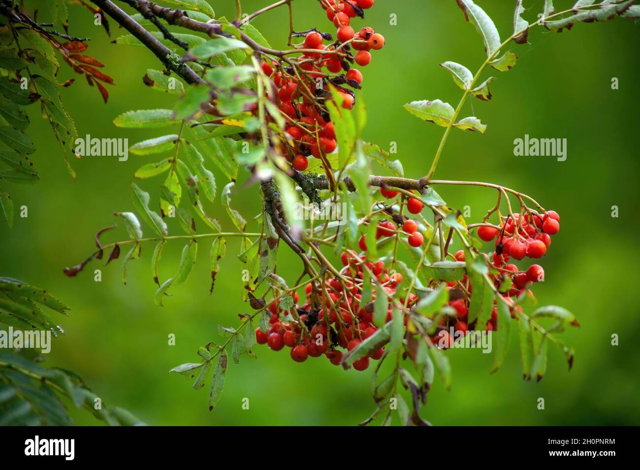 Clusters of mountain ash hi-res stock photography and images - Alamy