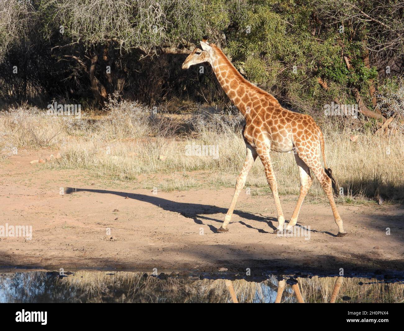 Giraffe feet hi-res stock photography and images - Alamy