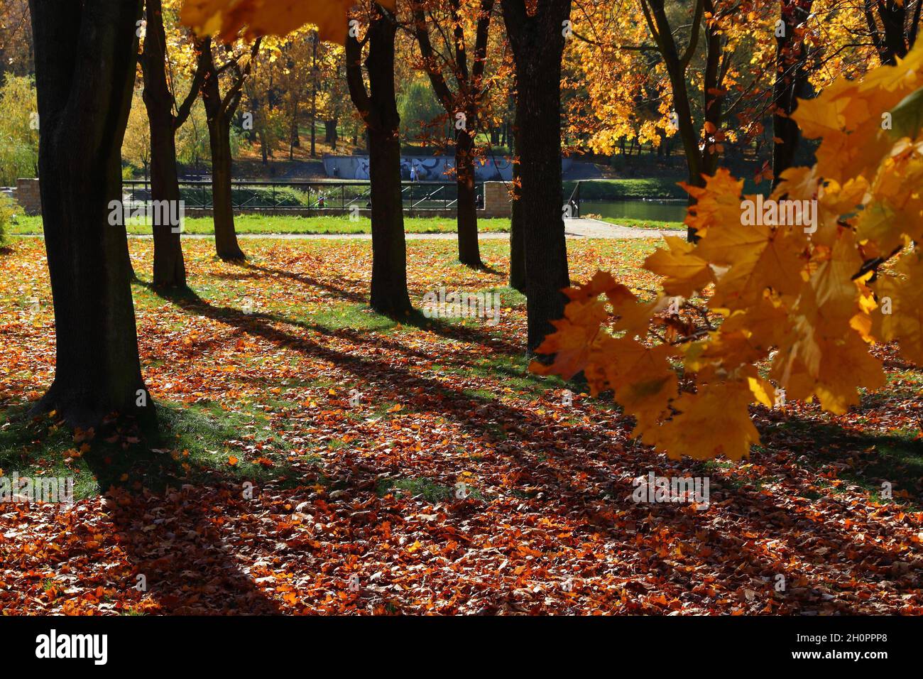 Europe autumn colors. Golden Polish autumn in city park of Bytom ...