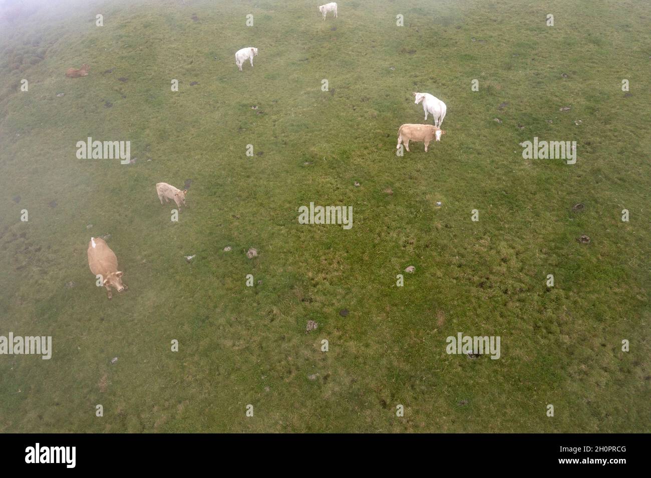 azores pico island cow on the fog background aerial drone Stock Photo ...