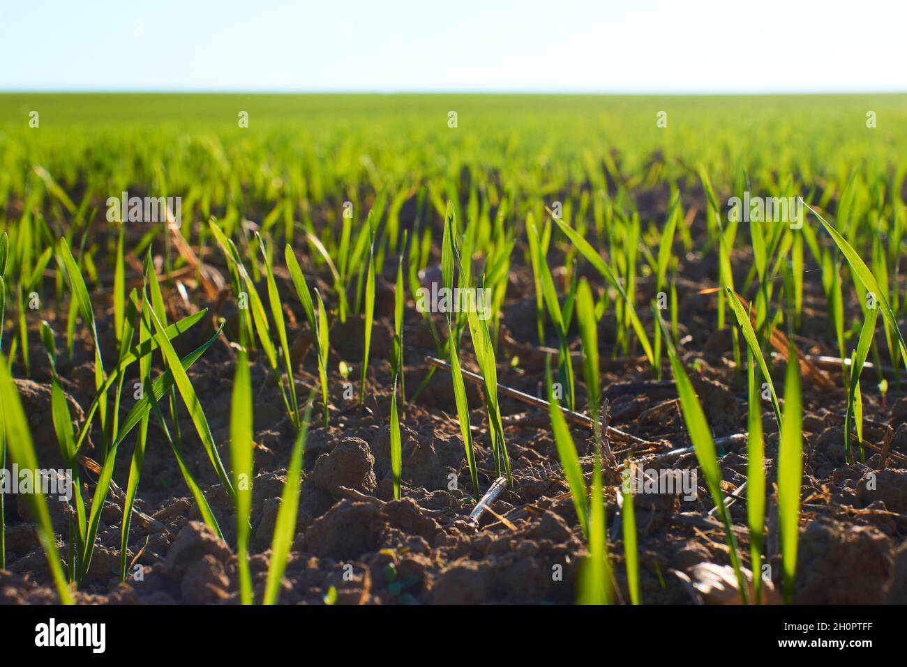 Freshly grown cereal in the autumn field. Close up. Selective focus ...