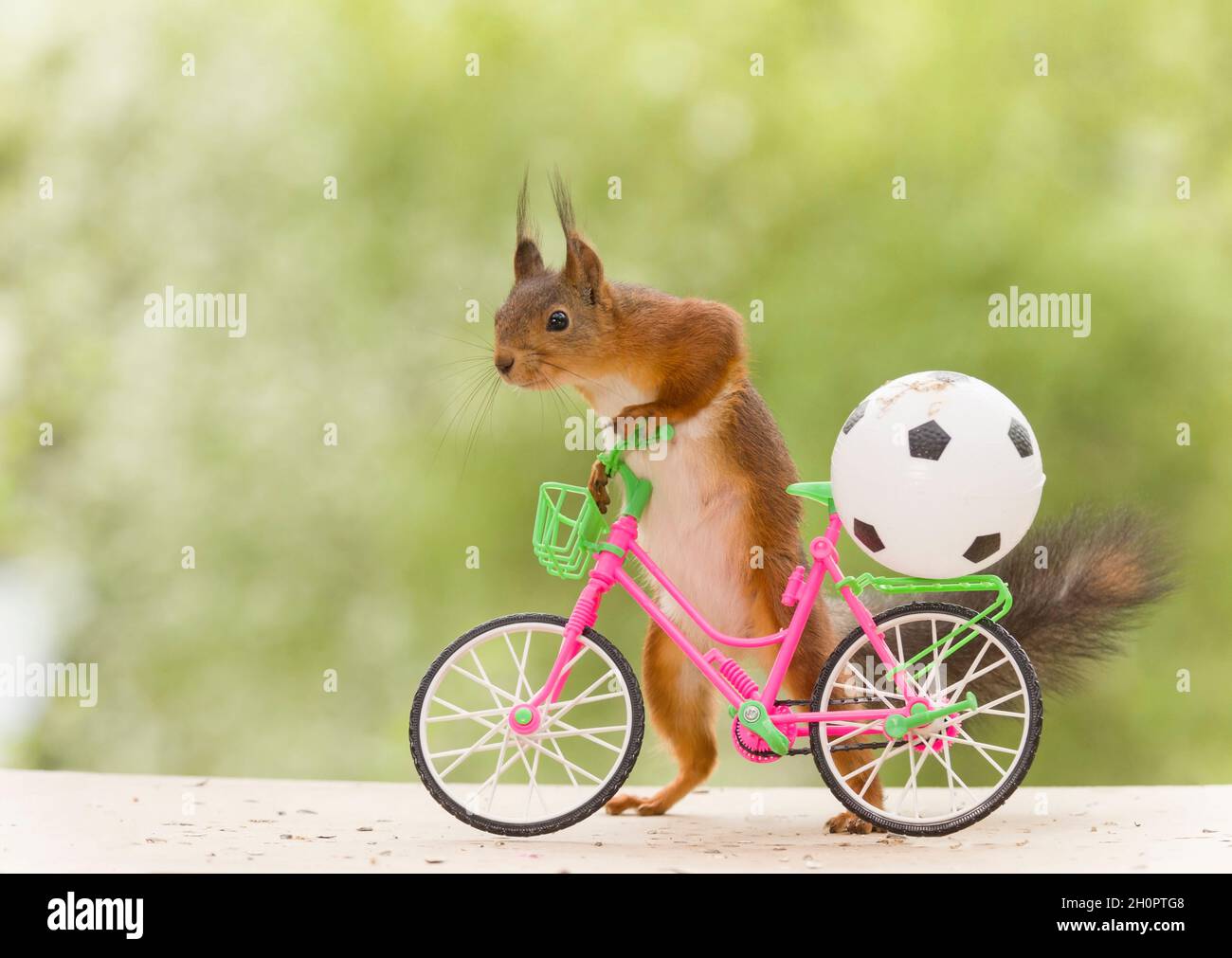 red squirrel with an cycle and an football Stock Photo - Alamy