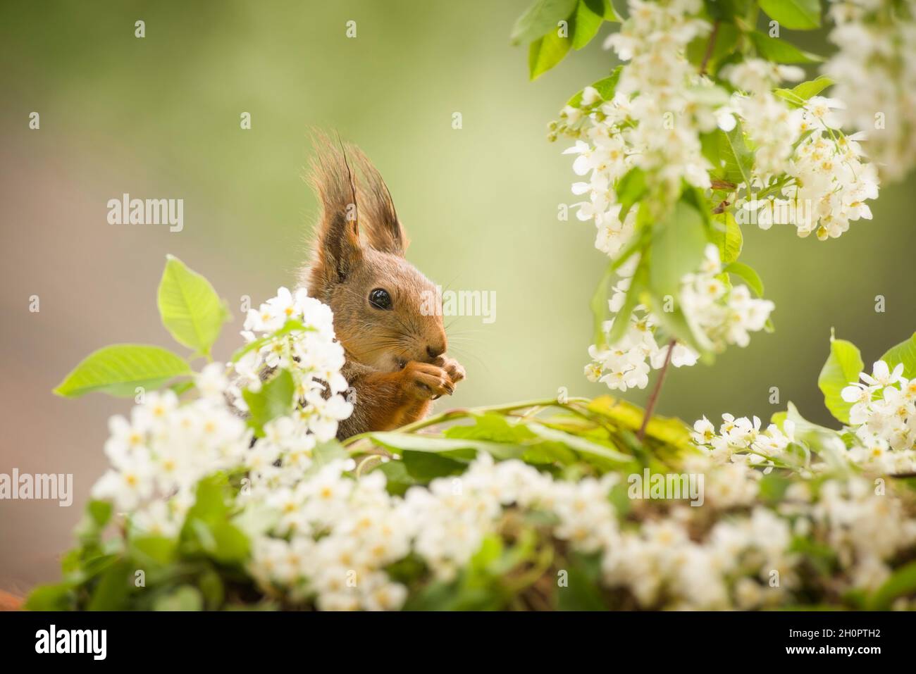 red squirrel is standing behind an flower branch Stock Photo - Alamy