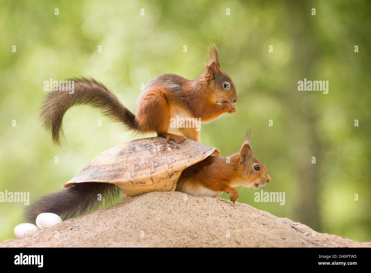 red squirrels sitting inside a turtle shell Stock Photo - Alamy