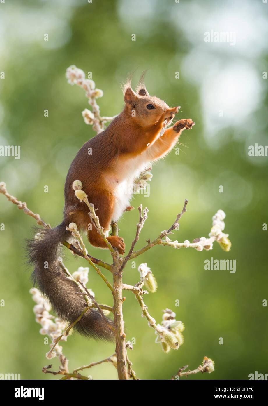 Animal reaching out tree hi-res stock photography and images - Alamy