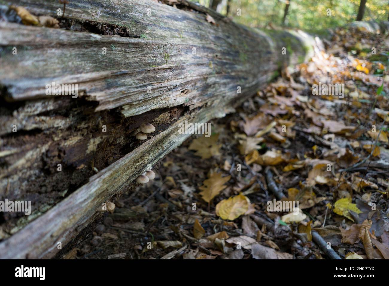 Downed tree trunk in the woods Stock Photo - Alamy