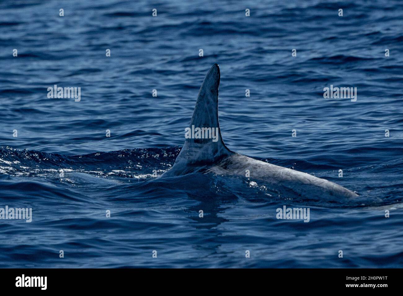 Risso dolphin azores hi-res stock photography and images - Alamy