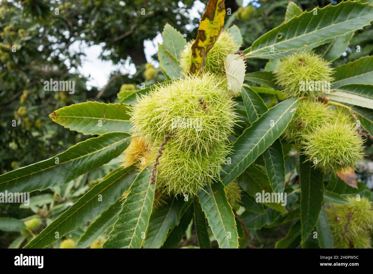 Splitting of pods hi-res stock photography and images - Alamy