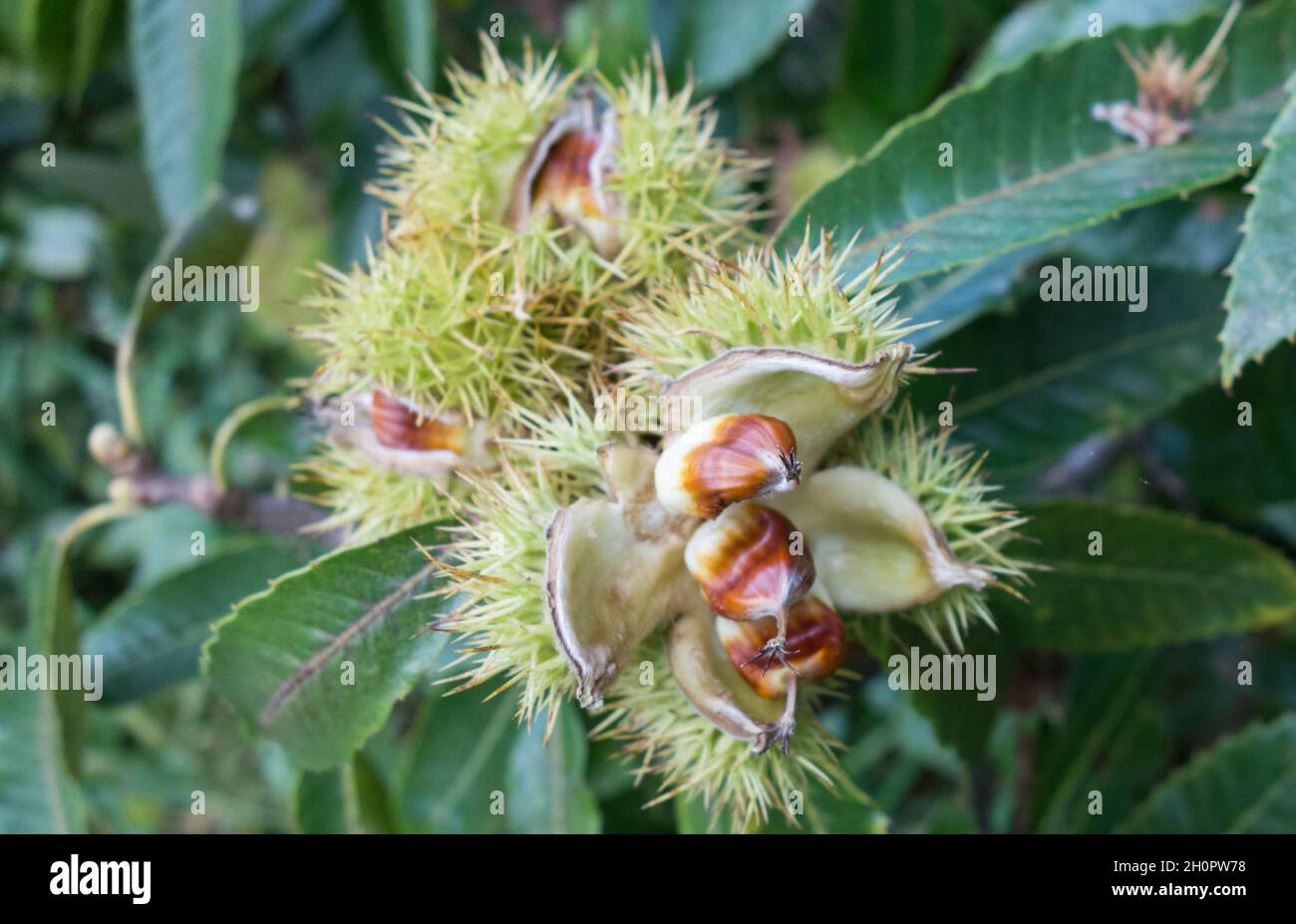 Closeup of Sweet Chestnut pods (Castanea sativa Stock Photo - Alamy