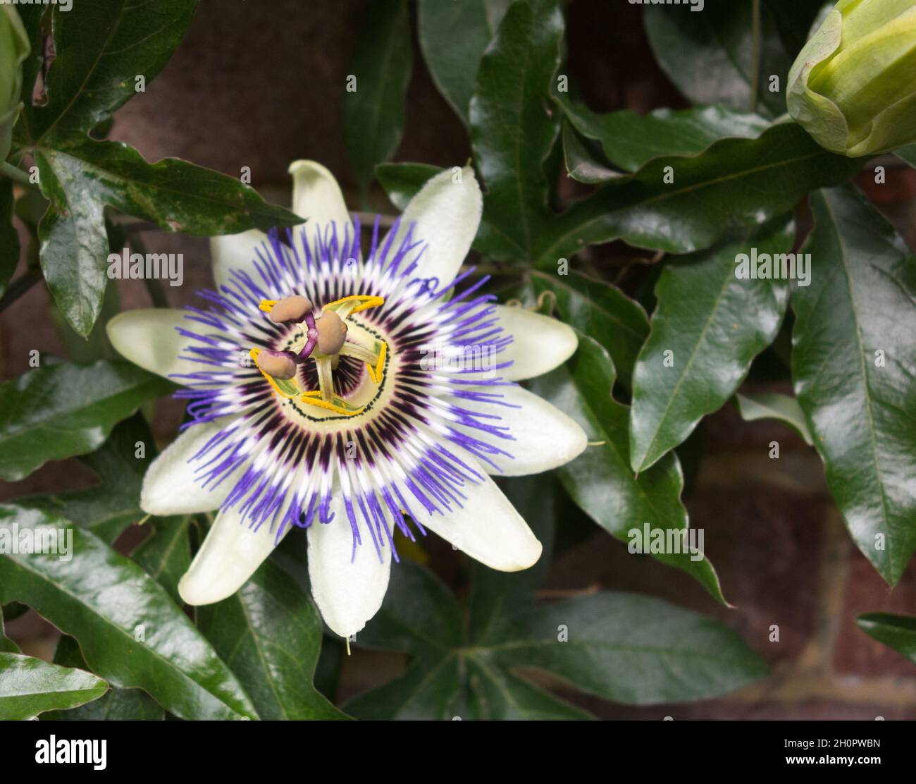 Closeups of Passiflora (purple passionflowers) growing on a wall in a ...