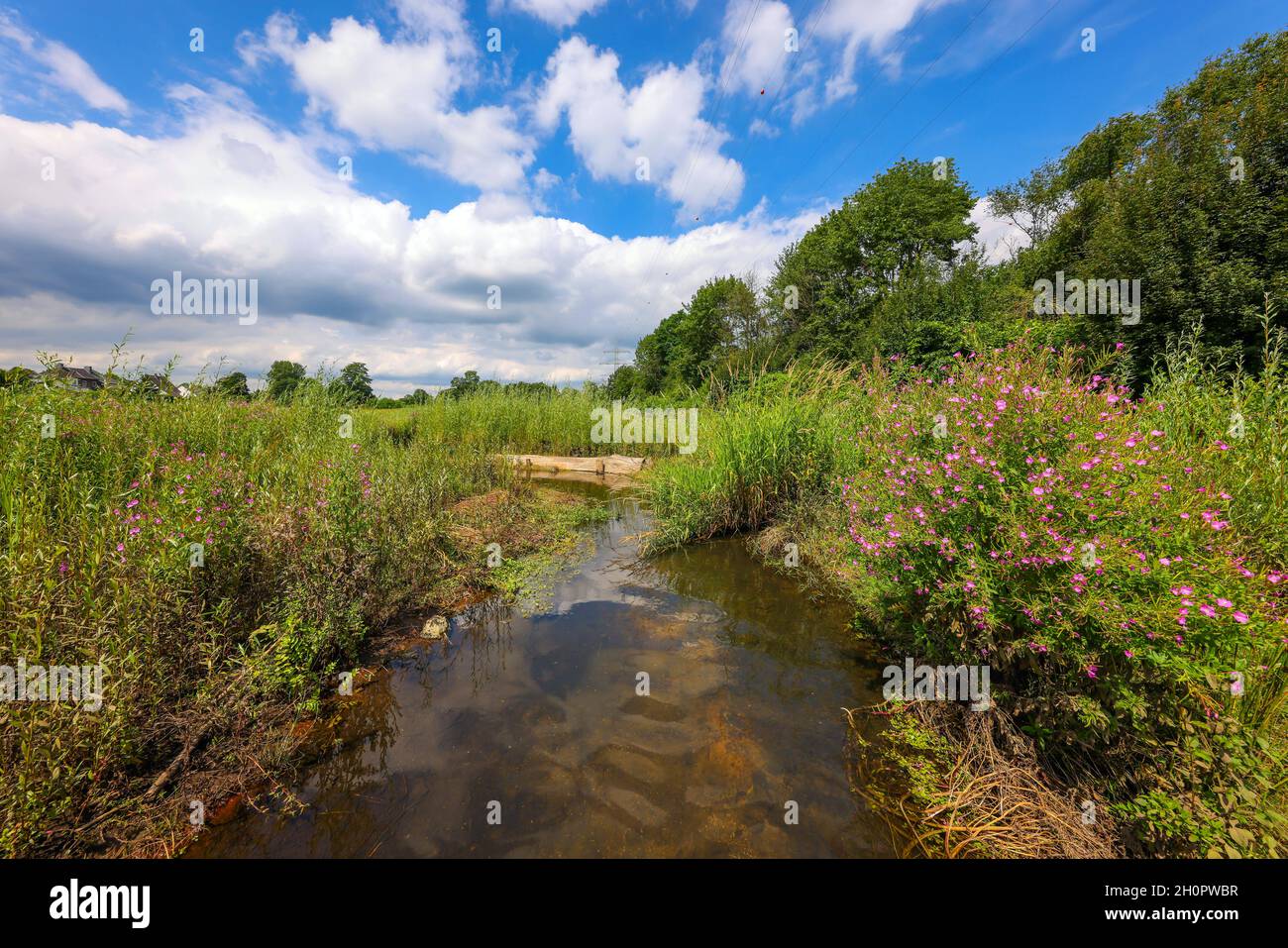 Bottrop, North Rhine-Westphalia, Germany - Renaturalized Boye, the ...