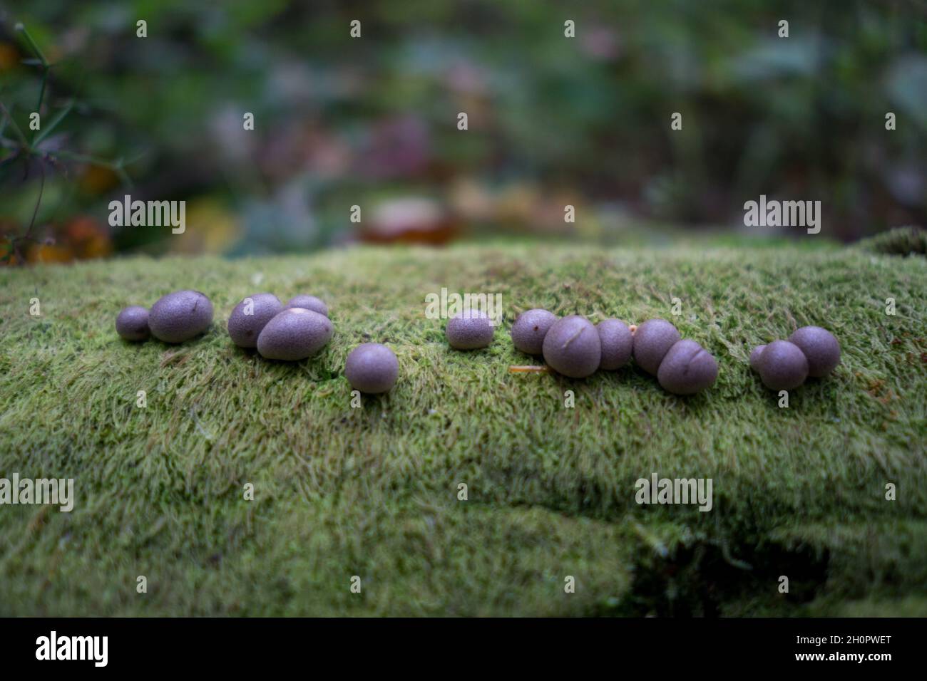 Fall growth hi-res stock photography and images - Alamy