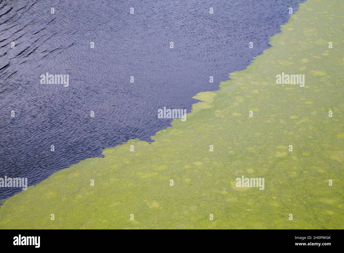 green algae floating on rippled water surface of the pond with ...