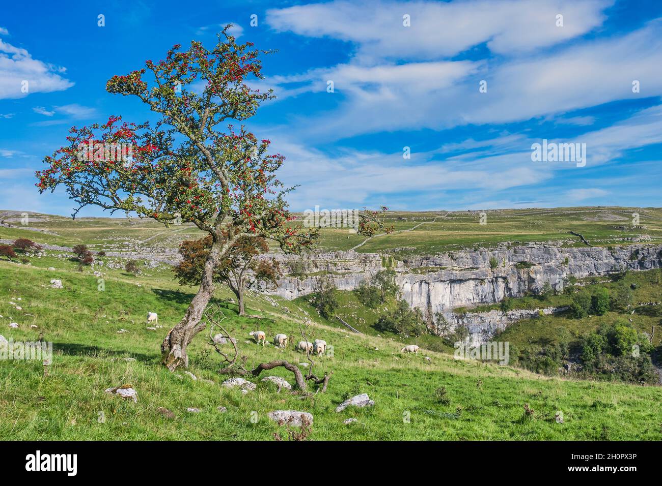 This Autumn scene is of the famous Malham Cove spectacular geological ...