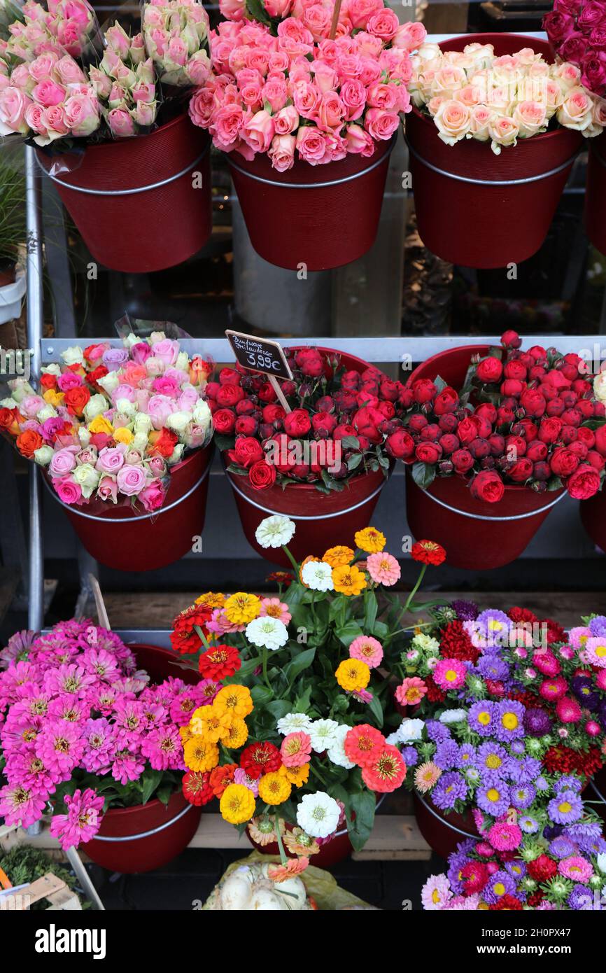Roses germany hi-res stock photography and images - Alamy