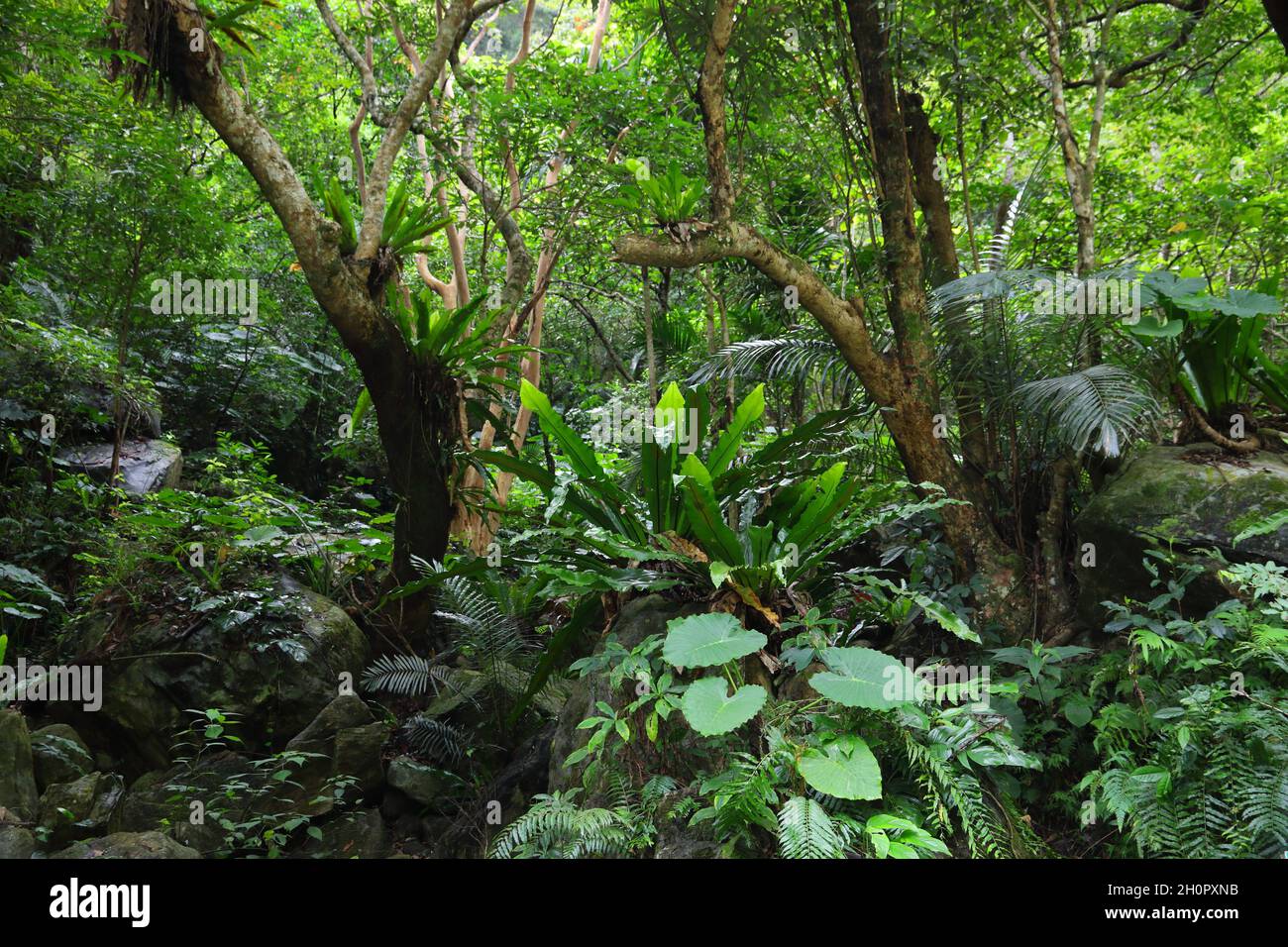 Taiwan jungle. Taroko National Park in Taiwan. Lush rainforest flora ...