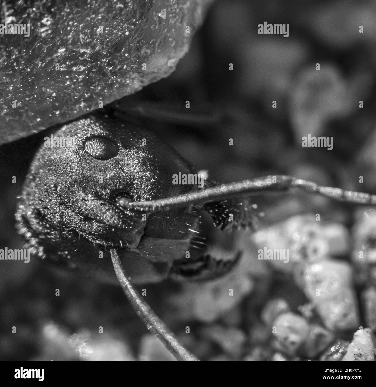 Butterfly insect closeup detail Black and White Stock Photos & Images ...