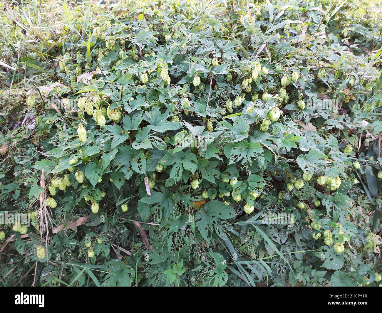 Bush of hops, a plant from which beer is then brewed Stock Photo - Alamy