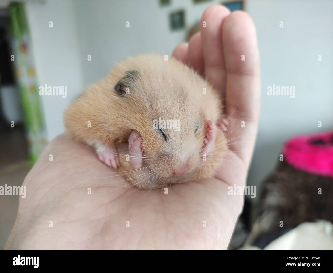 Syrian hamster sleeps in the hand of owner Stock Photo - Alamy