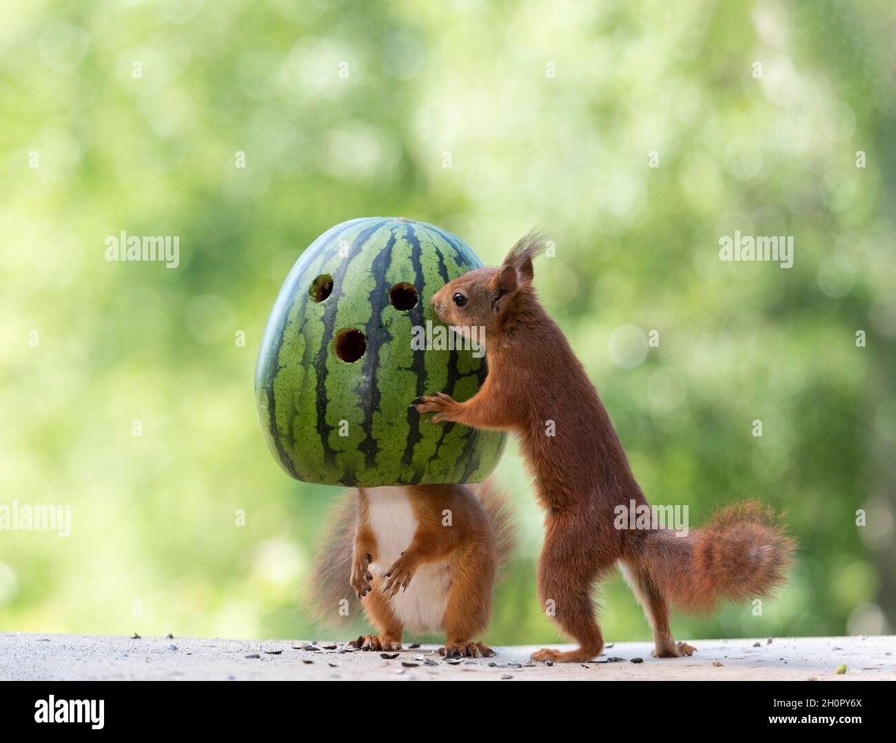 red squirrels are standing with an watermelon mask Stock Photo - Alamy