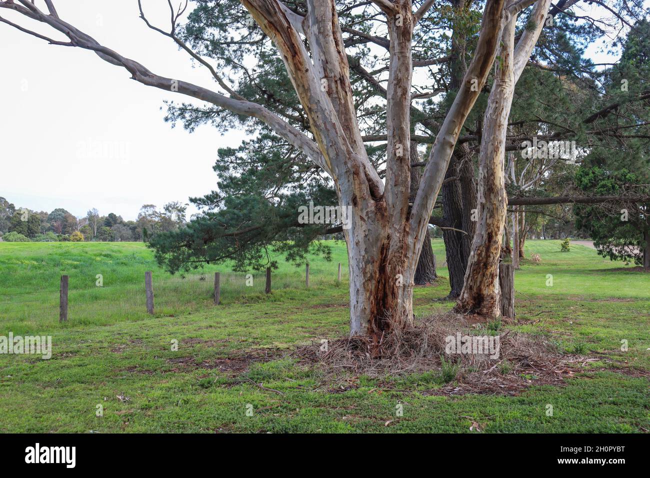 Beautiful view of trees in the garden Stock Photo - Alamy