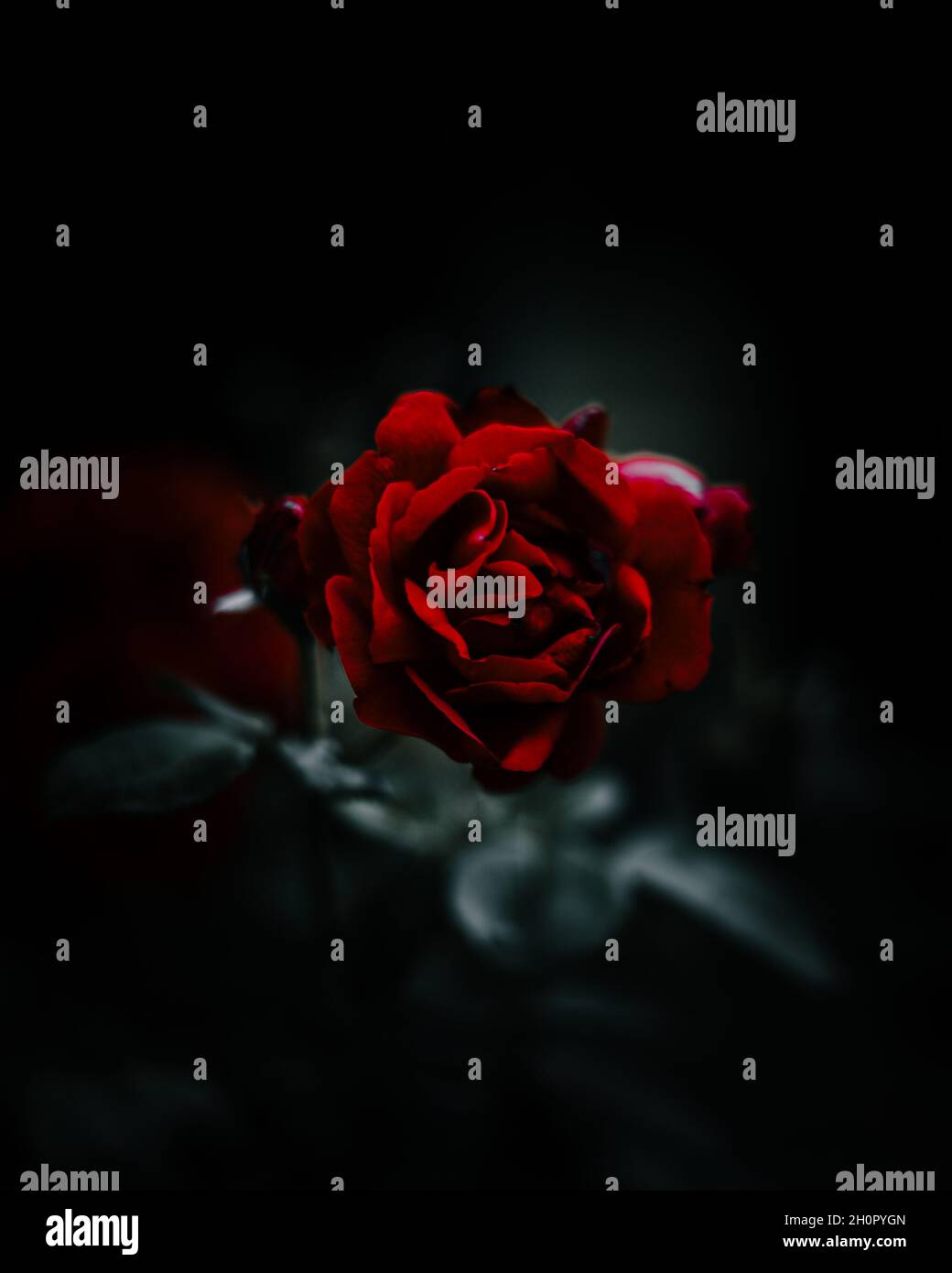 Vertical shot of a growing red rose on a dark background Stock Photo ...