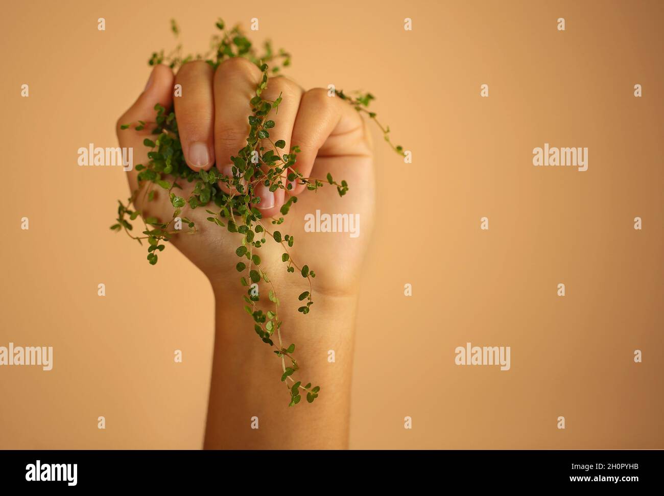 Soleirolia soleirolii wall hi-res stock photography and images - Alamy