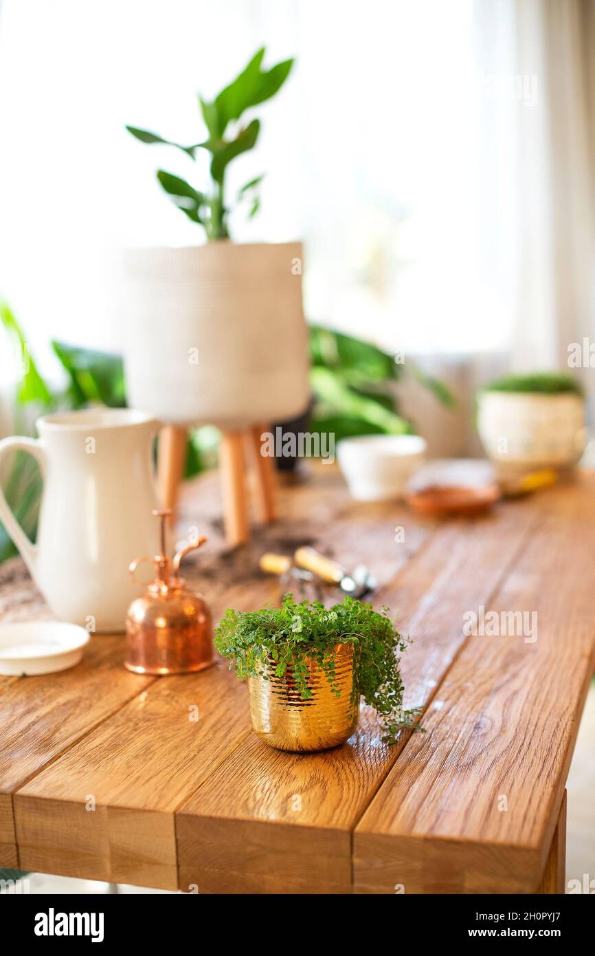 Scattered plants hi-res stock photography and images - Alamy