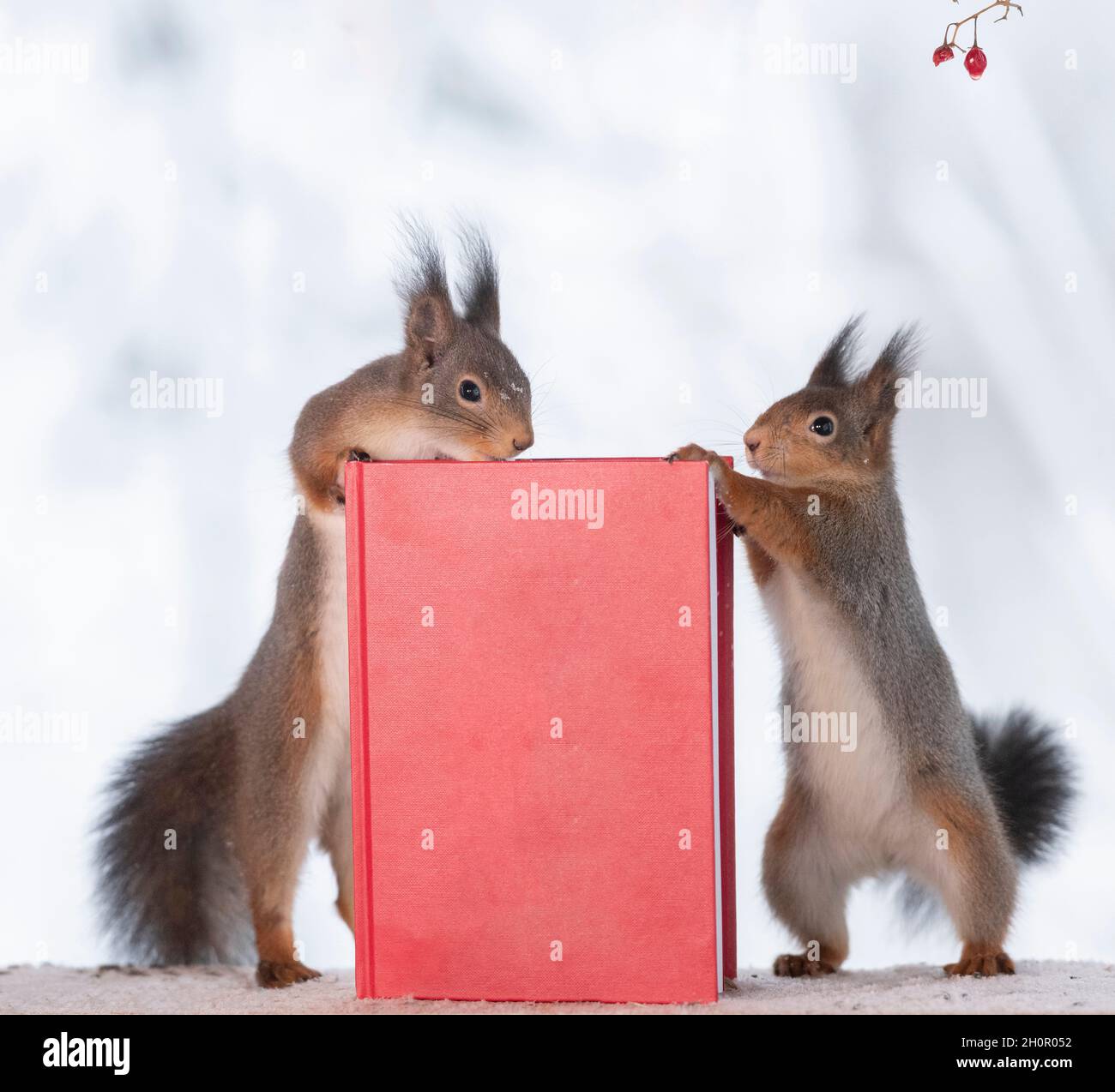 Book without text hi-res stock photography and images - Alamy