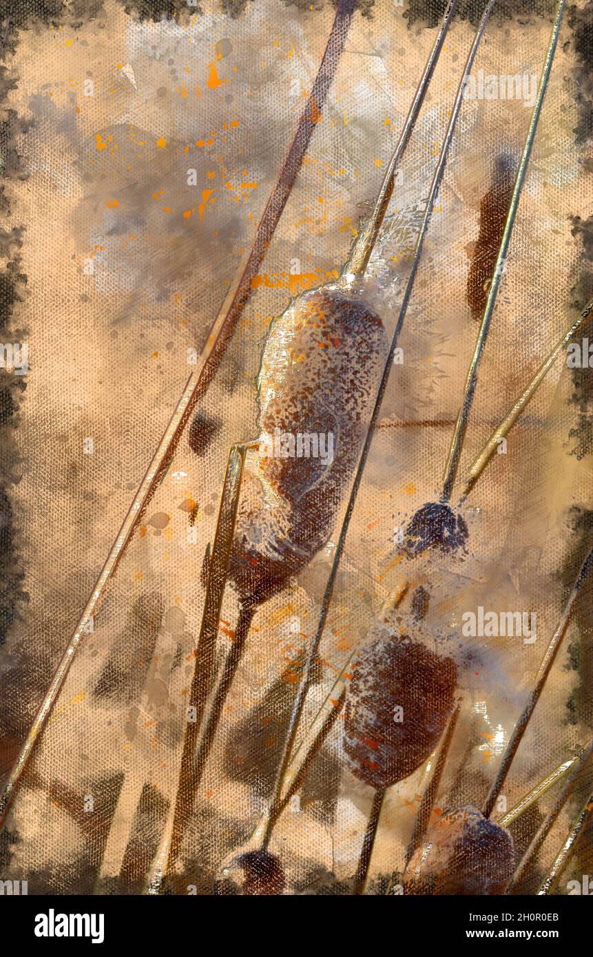 Dry Typha. Brown stems of marsh grass with seeds. Digital watercolor ...