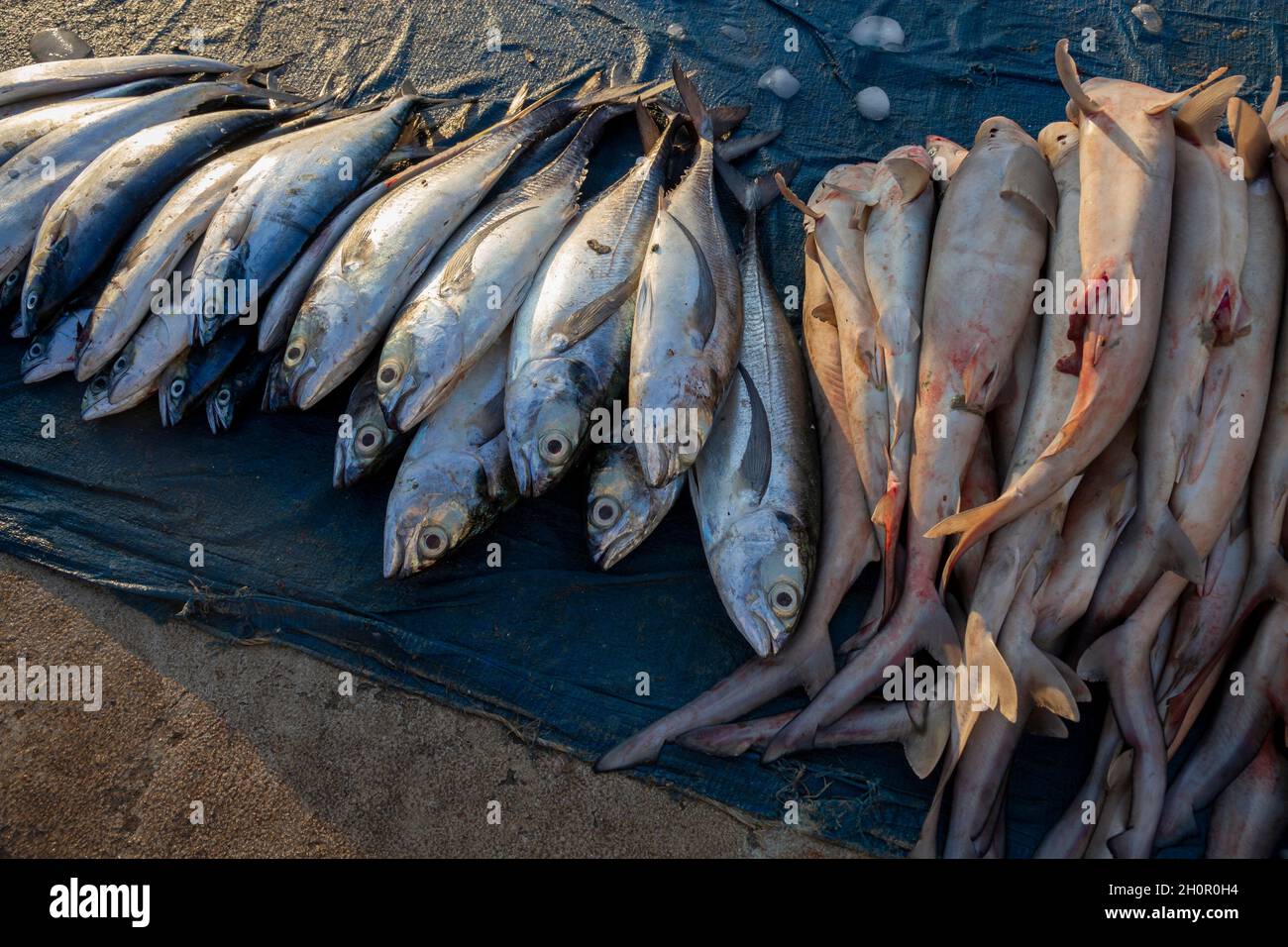 fresh fish at a fish market Stock Photo - Alamy